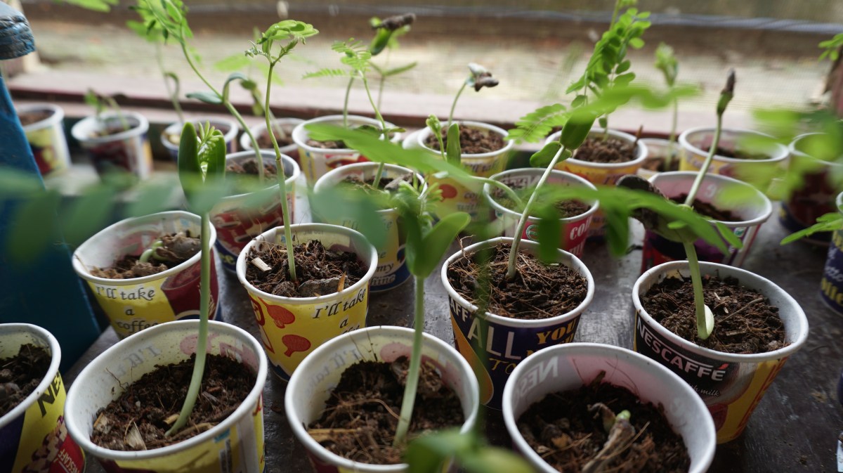 Gangavan – IRFANA MAJUMDAR